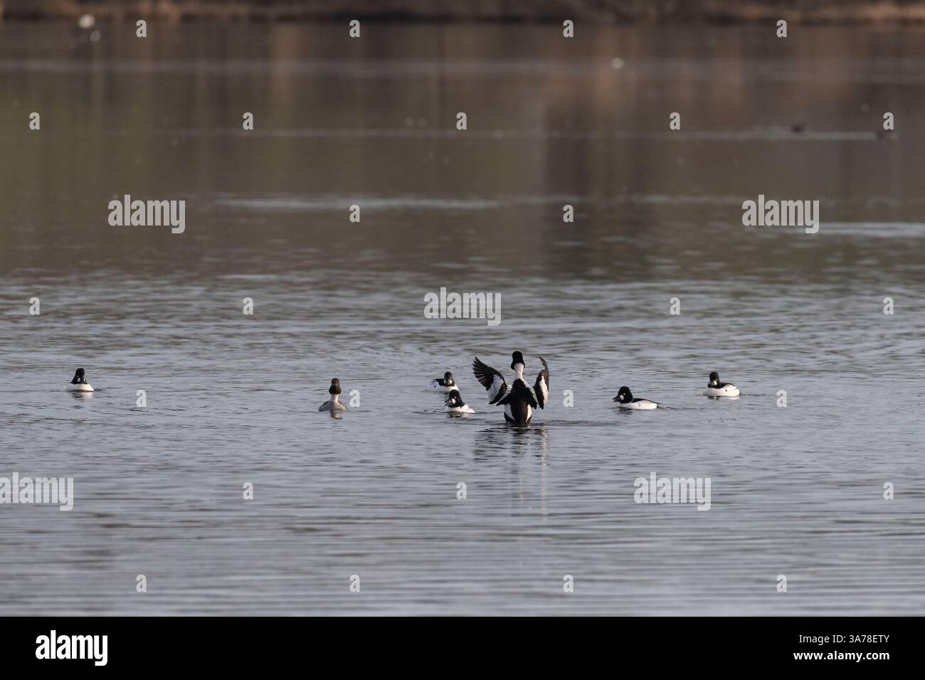 A Small Group of Common Goldeneyes (Bucephala Clangula) at the Loch of ...