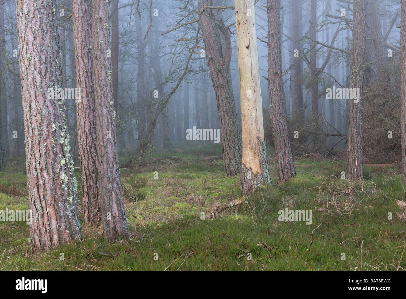 A Scots Pine (Pinus Sylvestris) Woodland on a Foggy Morning In Early ...