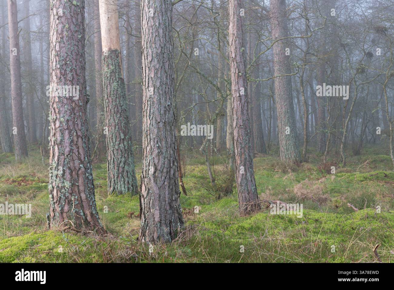 Scots Pine Tree Trunks (Pinus Sylvestris) in a Misty Woodland with Moss ...