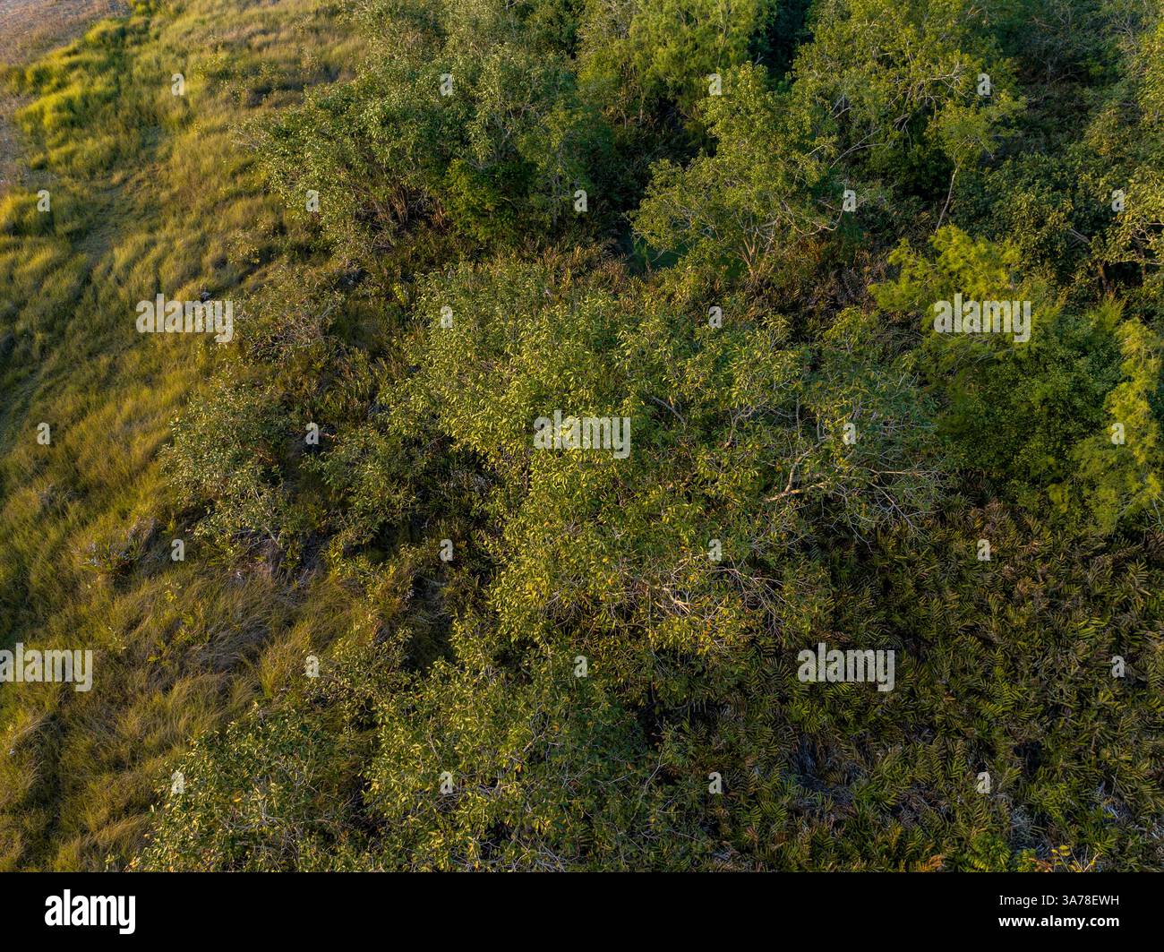 An aerial view of the Sundarbans, showcasing the world's largest ...