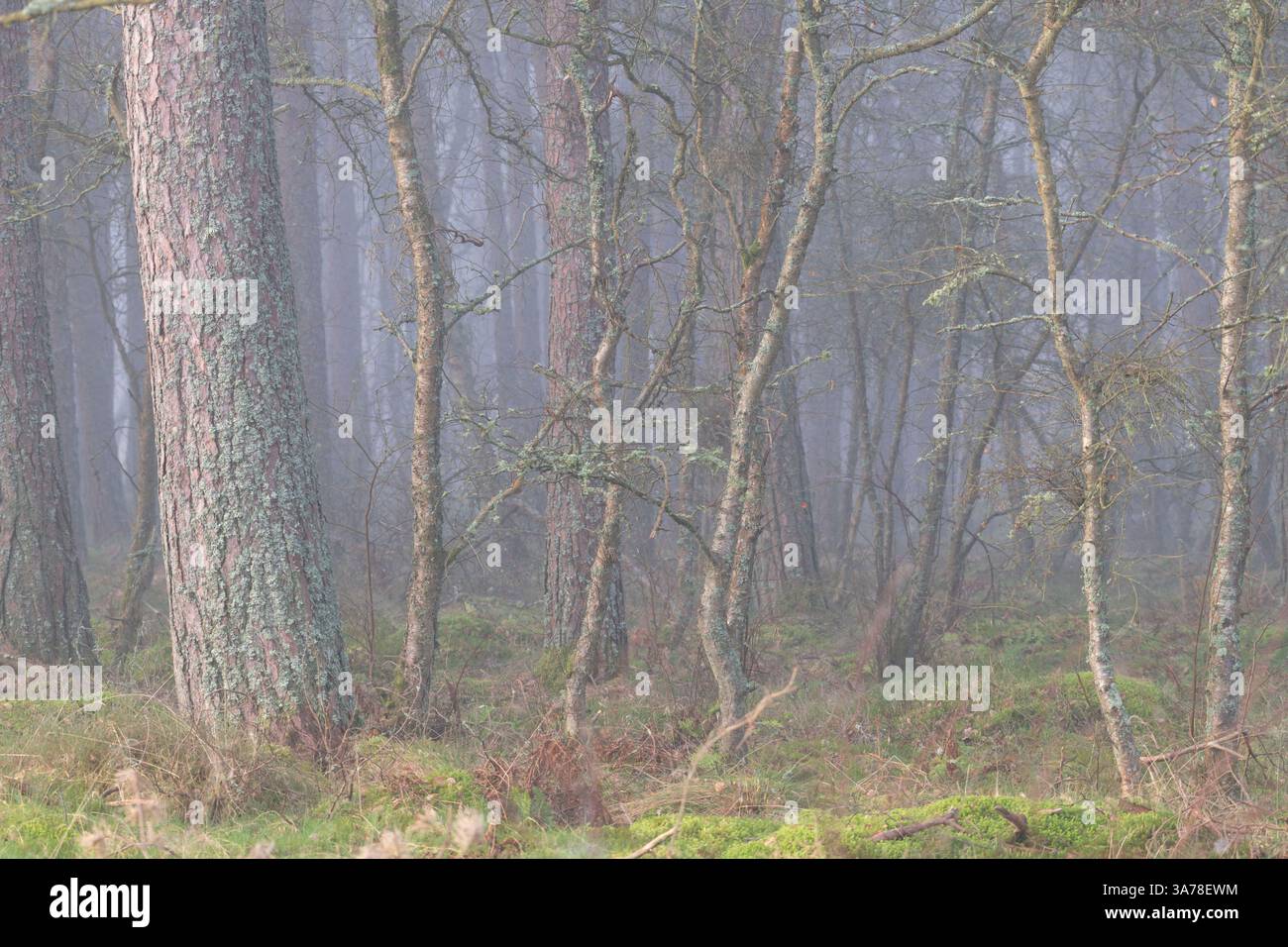 Birch trees fog hi-res stock photography and images - Alamy