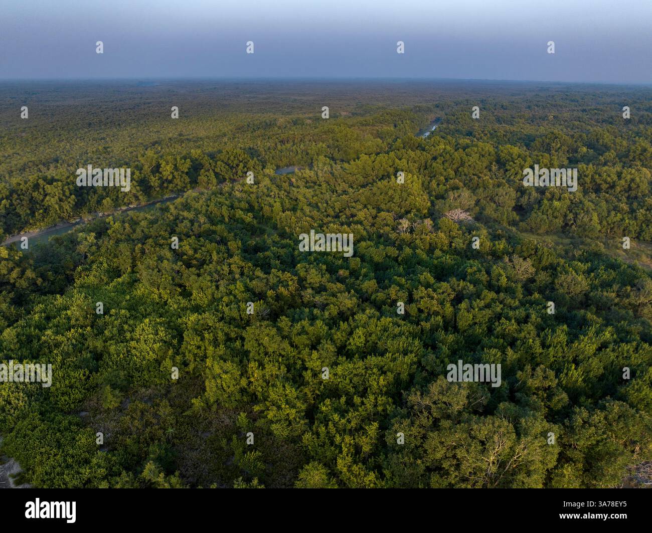 An aerial view of the Sundarbans, showcasing the world's largest ...