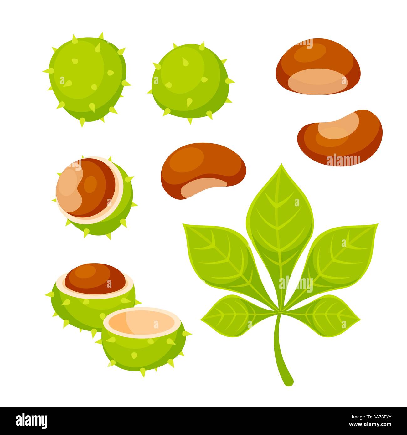 Set of illustrations showing different parts of a horse chestnut ...