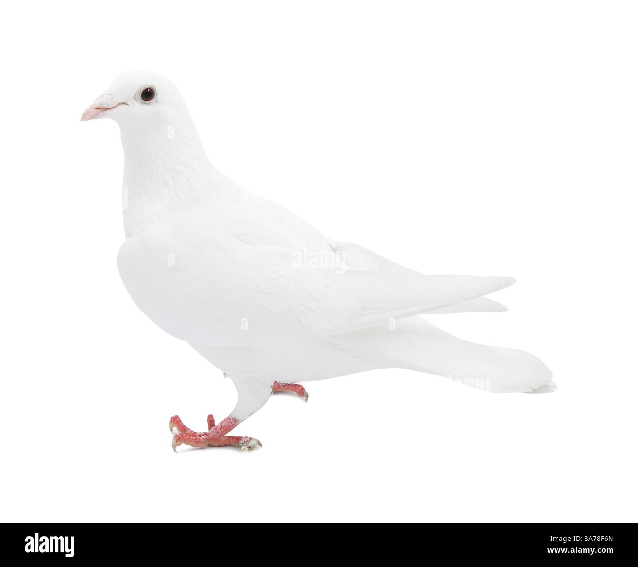 One dove isolated on white. Graceful bird Stock Photo - Alamy