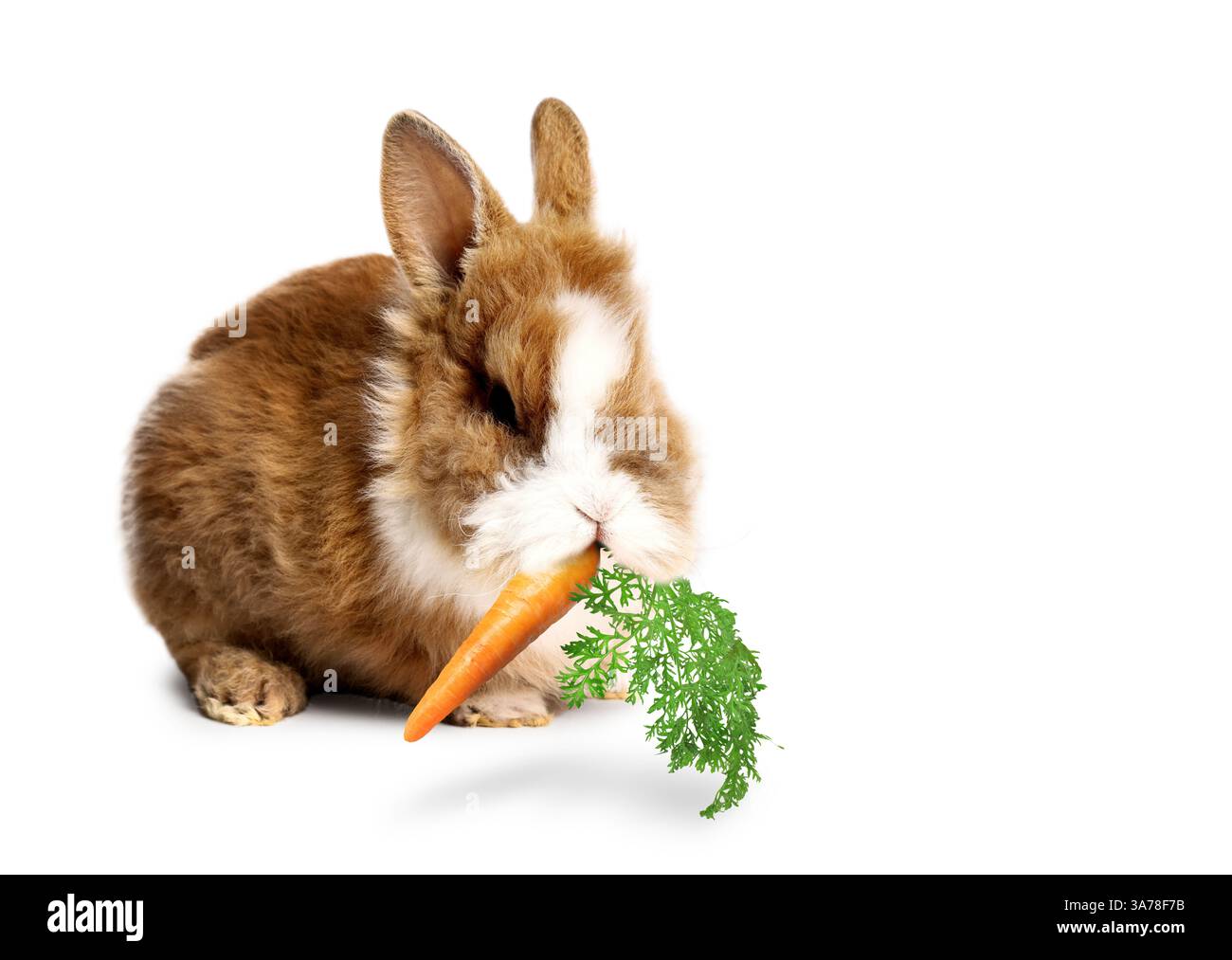 Cute bunny eating carrot on white background Stock Photo - Alamy