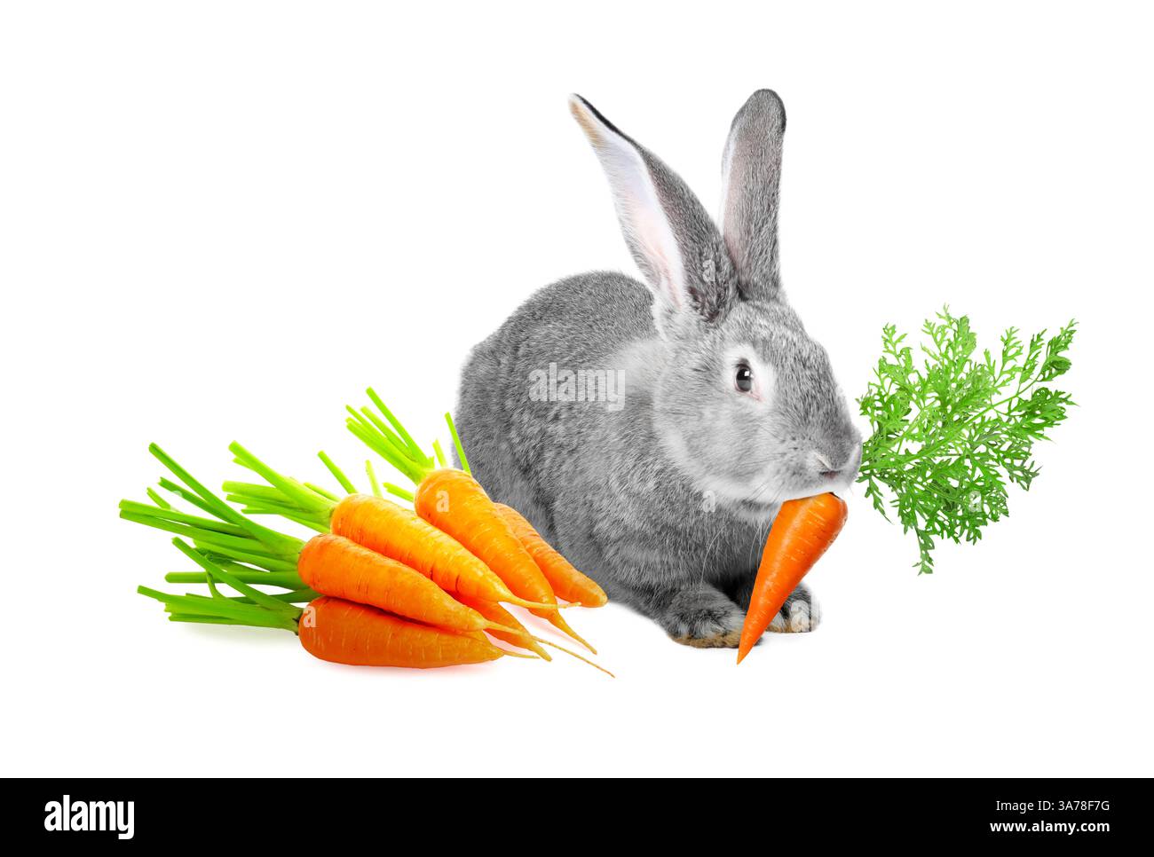 Cute grey rabbit and carrots on white background Stock Photo - Alamy