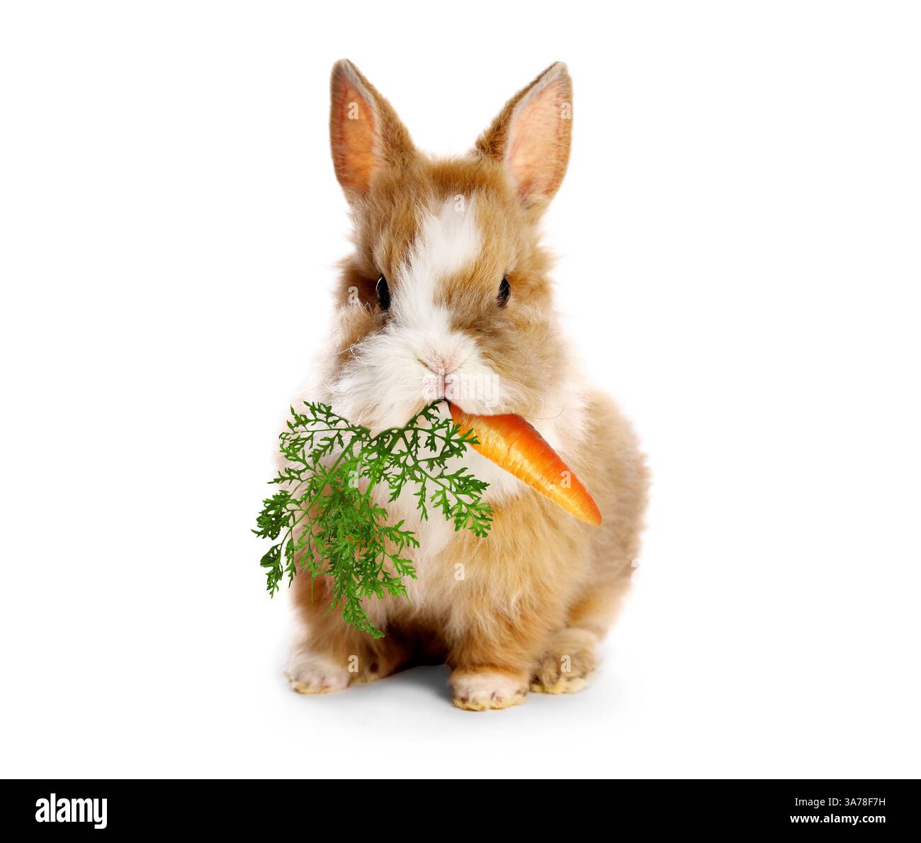 Cute bunny eating carrot on white background Stock Photo - Alamy
