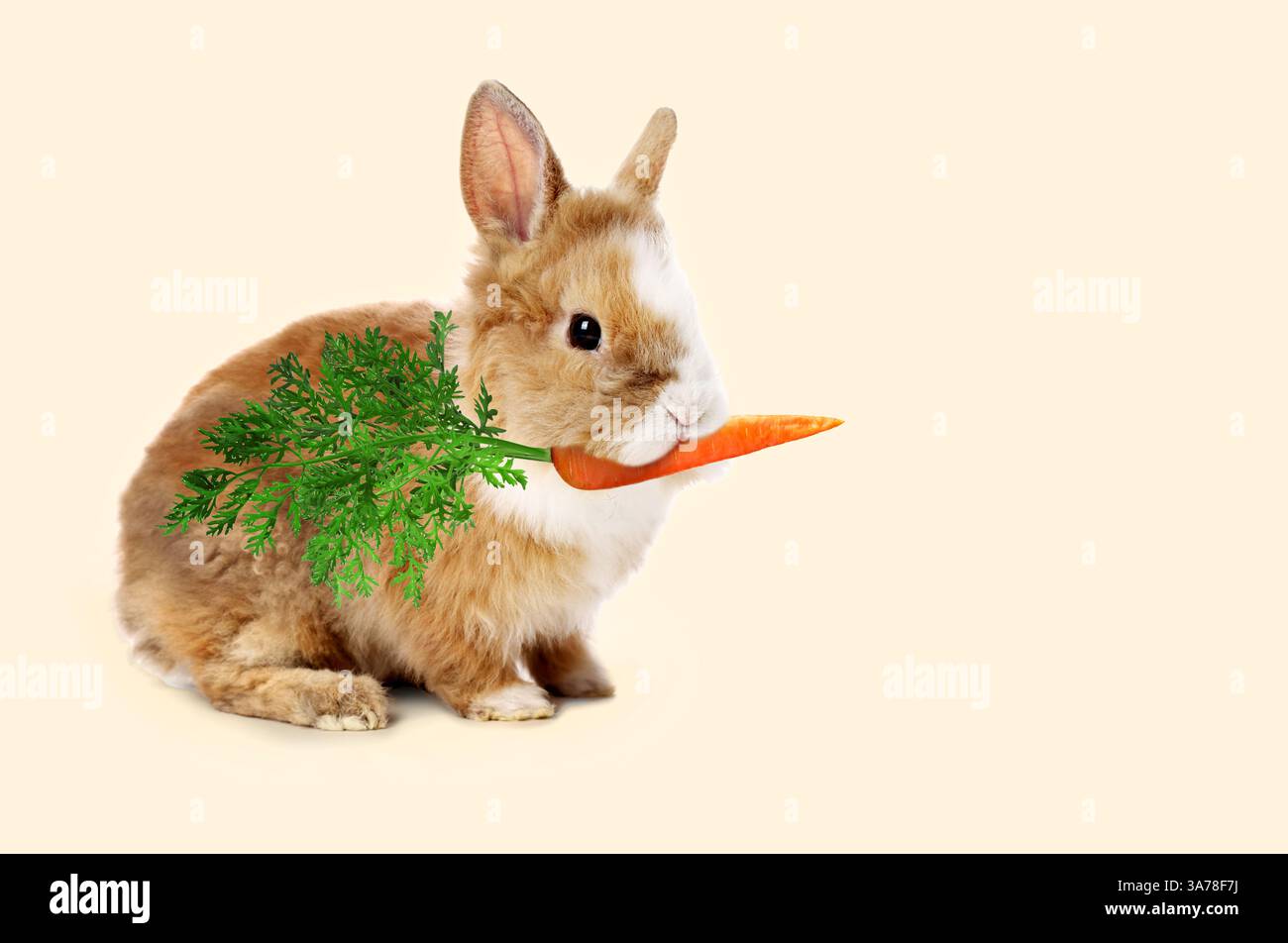 Cute bunny eating carrot on beige background Stock Photo - Alamy