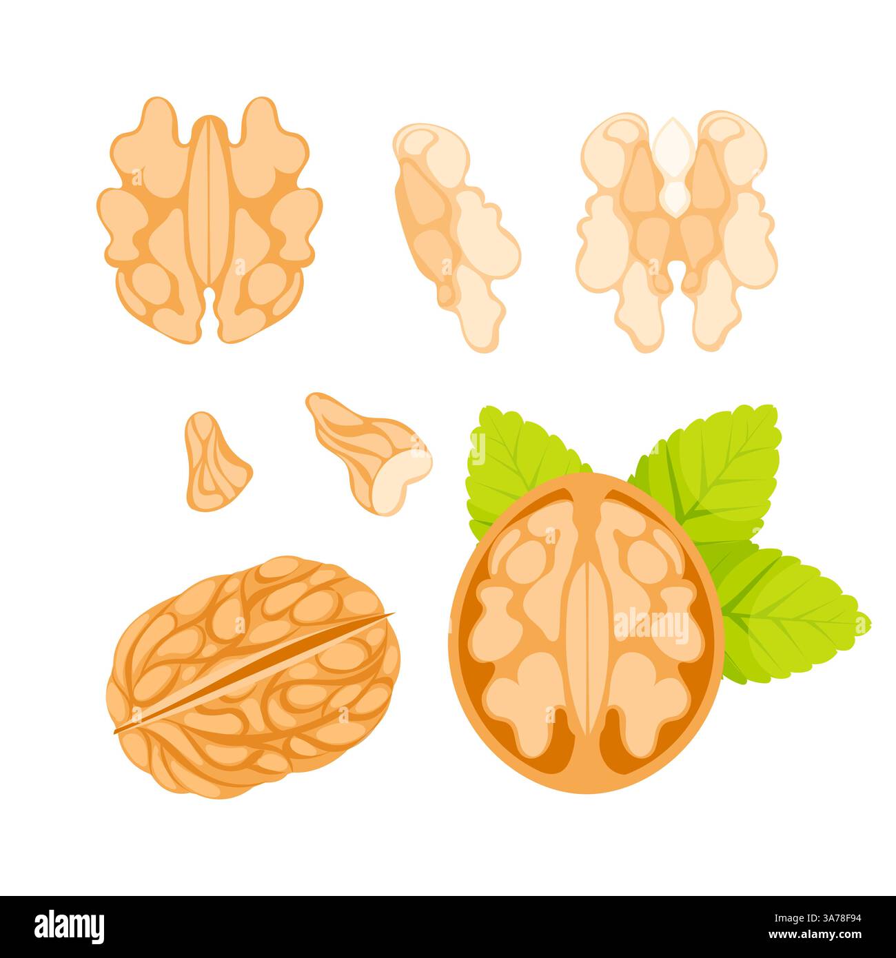 Illustration of a walnut, featuring its shell, kernel, and leaves ...
