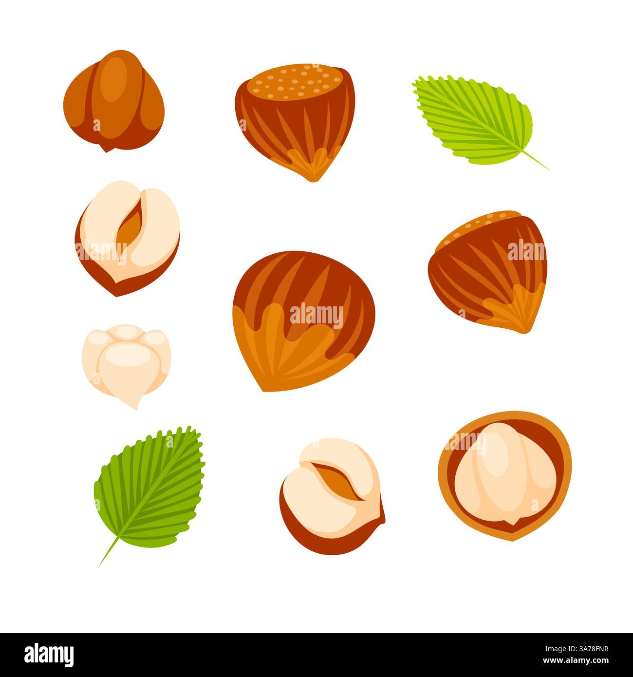 Hazelnuts at various stages of ripeness, showcasing the nut, shell, and ...