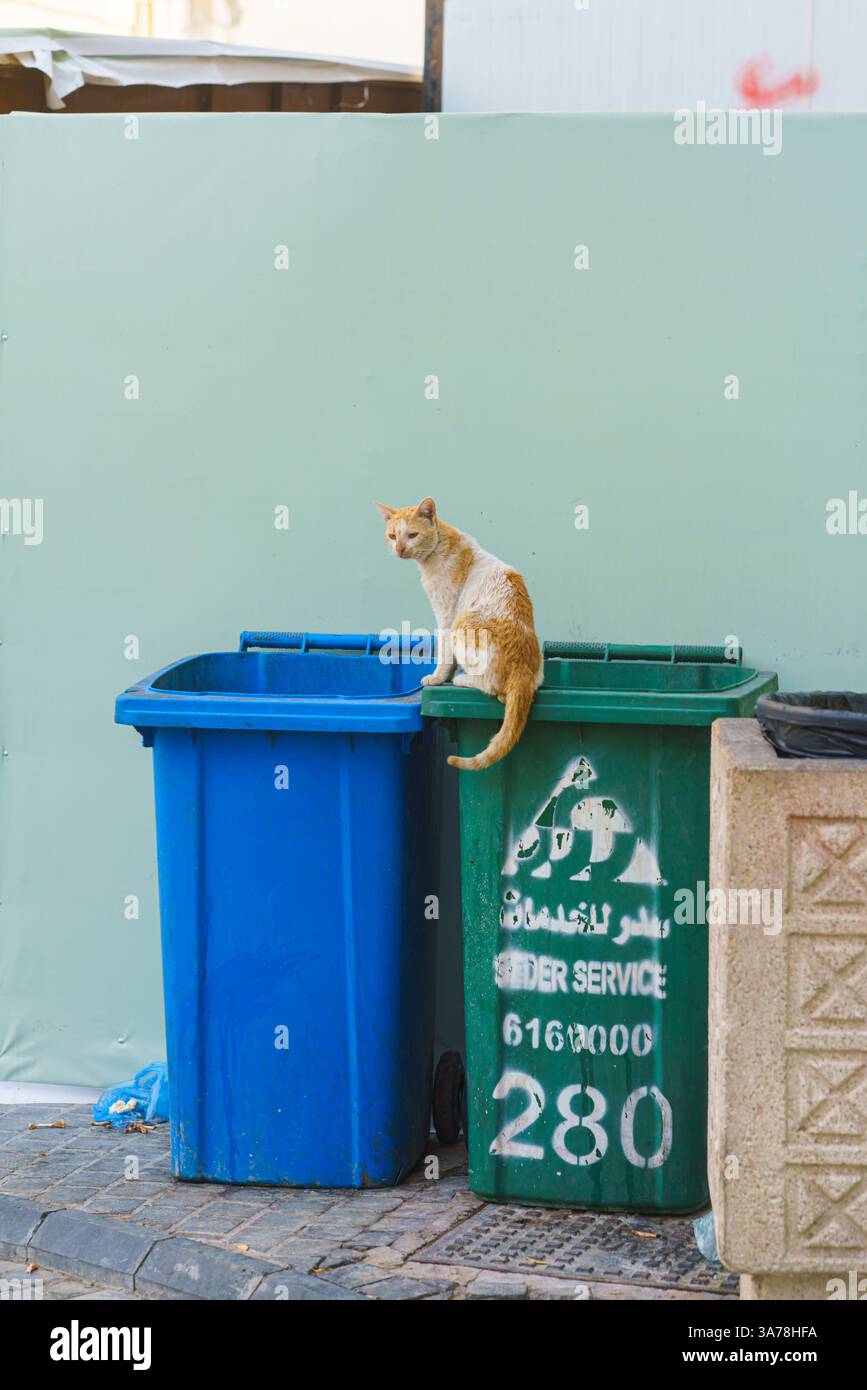 Jeddah, Saudi Arabia- Mar 08 2023, stray ginger cat sitting on bins for ...