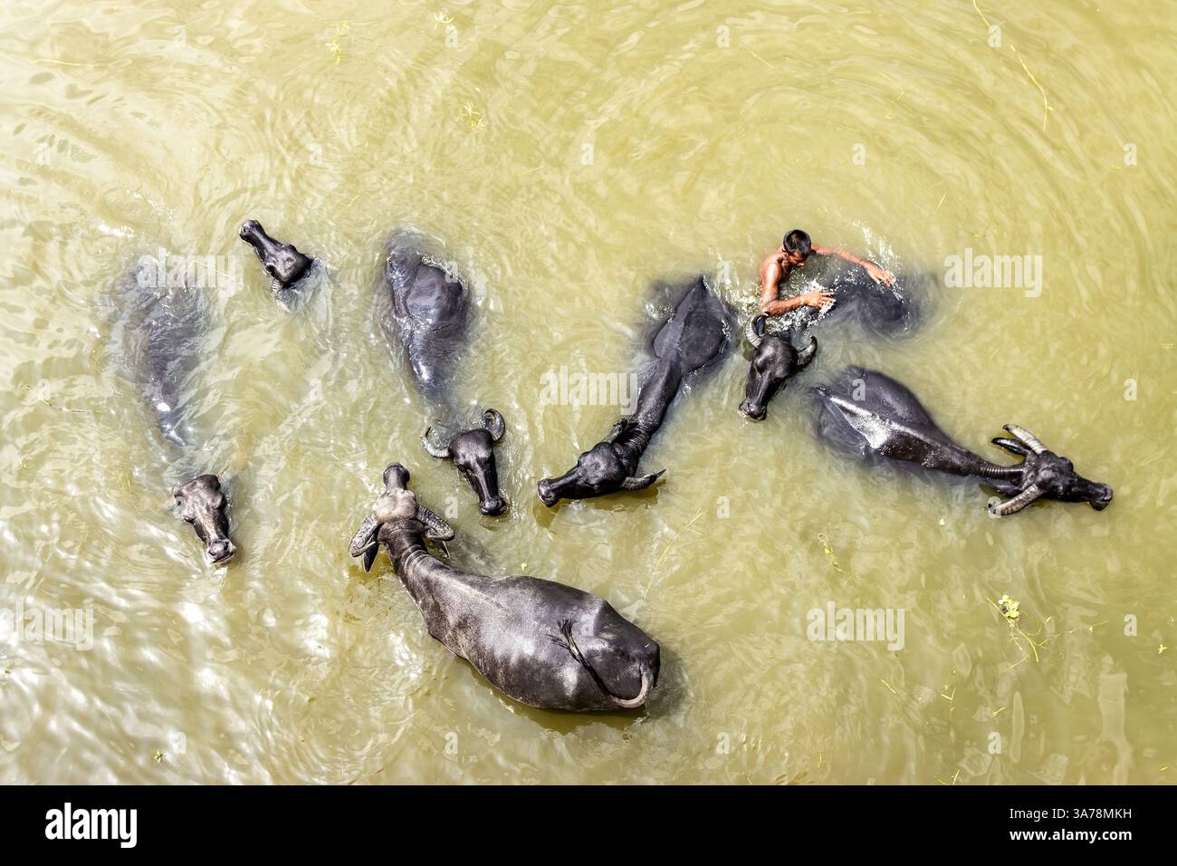 A man swimming whit the water buffaloes, also known as Asian buffalo in ...