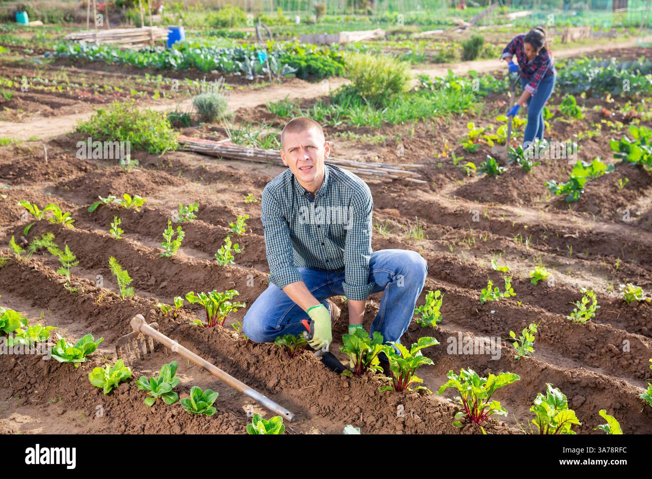 Hand weeding garden bed growing hi-res stock photography and images - Alamy