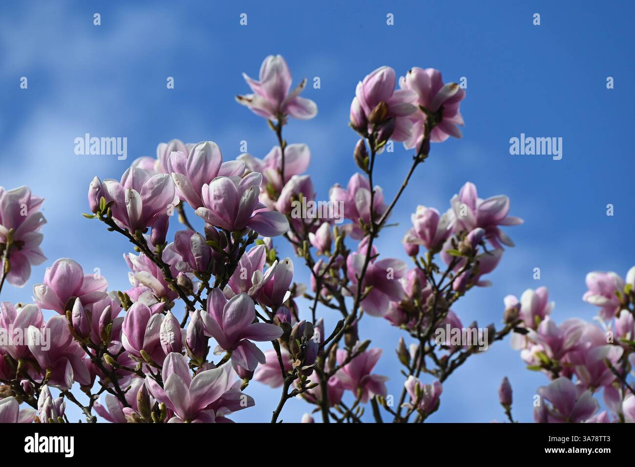 Blüten einer Magnolie Magnolia an einem Magnolienbaum *** Blossoms of a ...