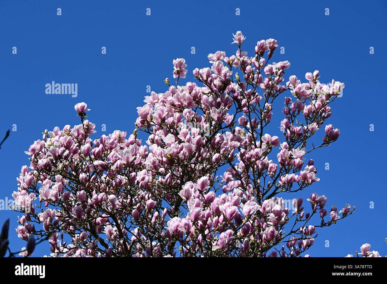 Blüten einer Magnolie Magnolia an einem Magnolienbaum *** Blossoms of a ...