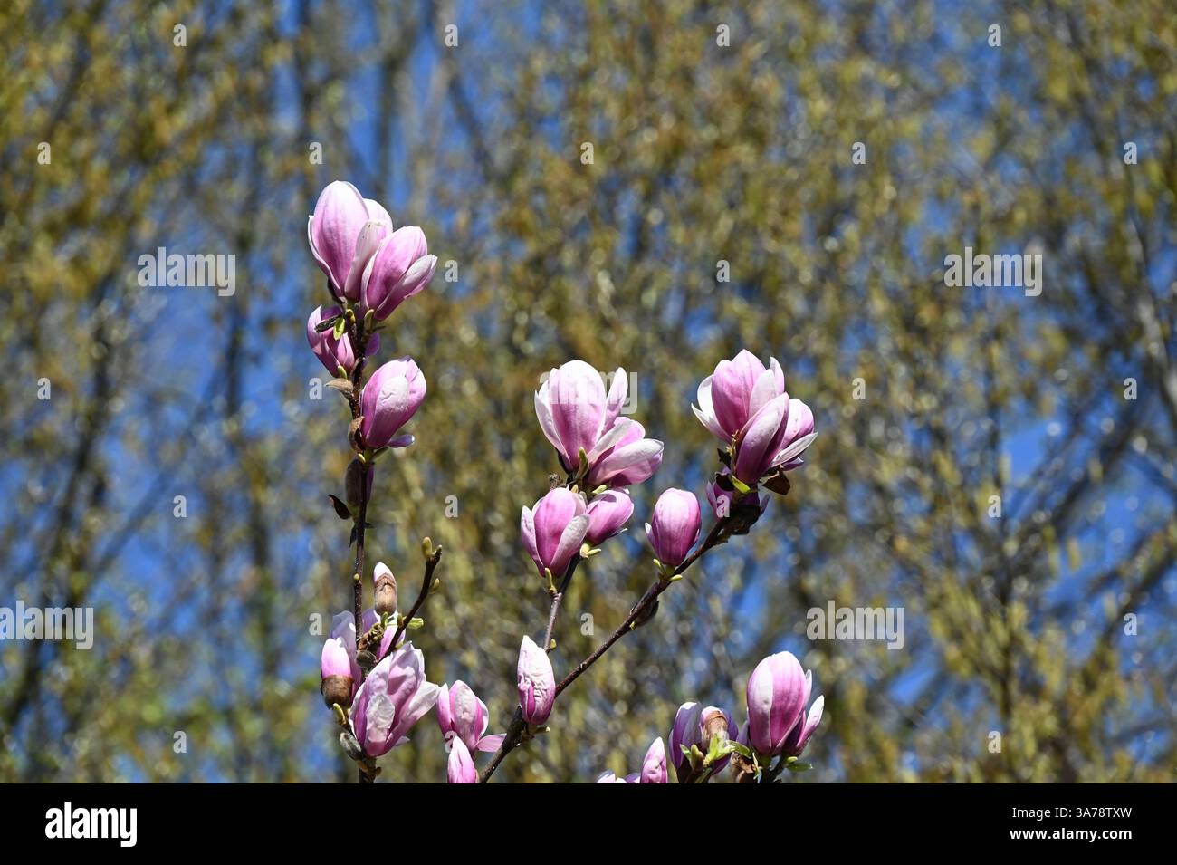 Blüten einer Magnolie Magnolia an einem Magnolienbaum *** Blossoms of a magnolia Magnolia on a ...