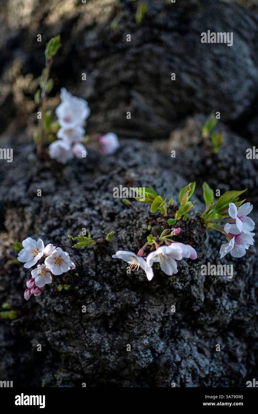 Washington, United States. 26th Mar, 2025. Cherry blossoms bloom along ...
