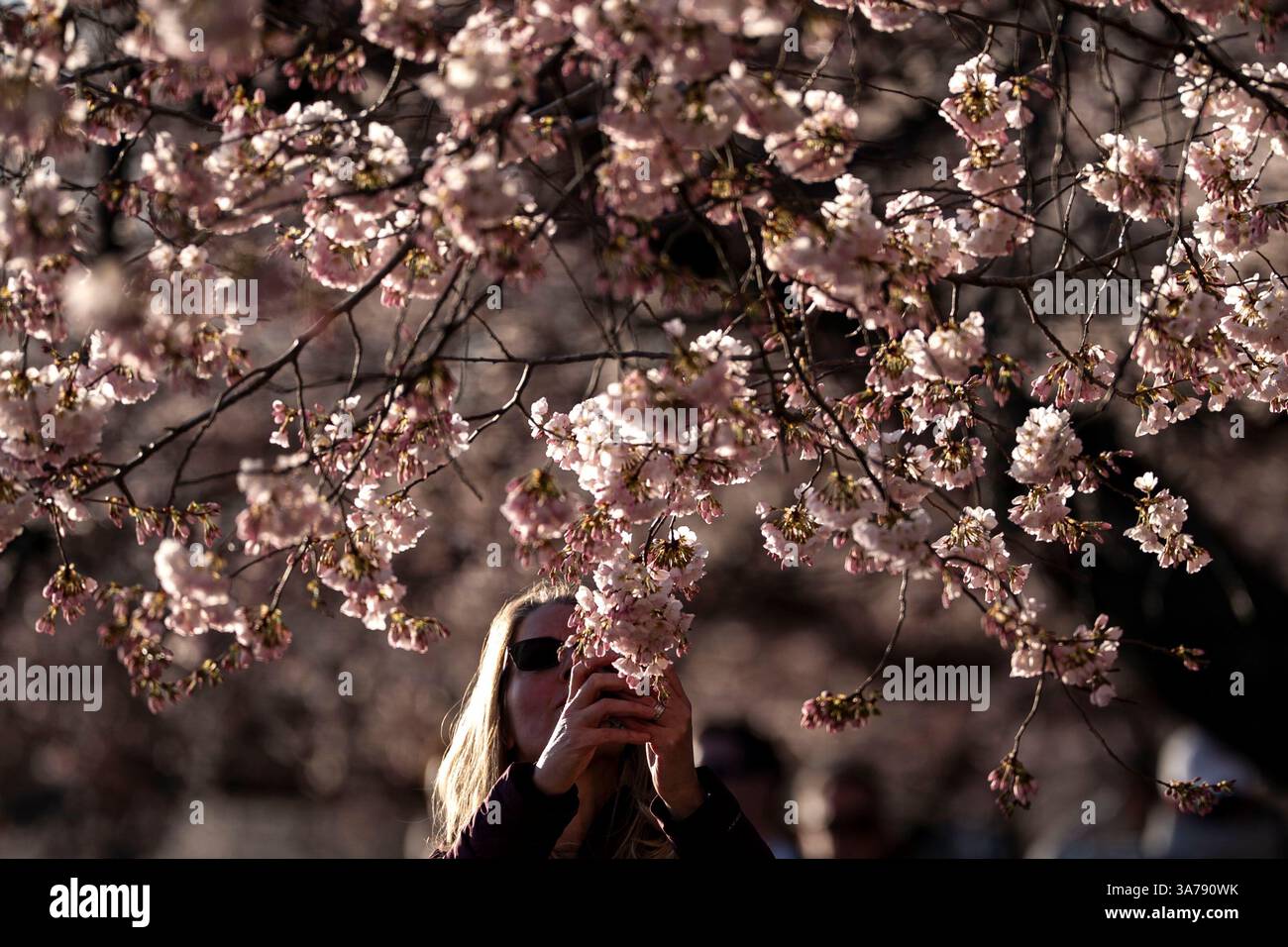 Washington, United States. 26th Mar, 2025. A person takes photos of the ...
