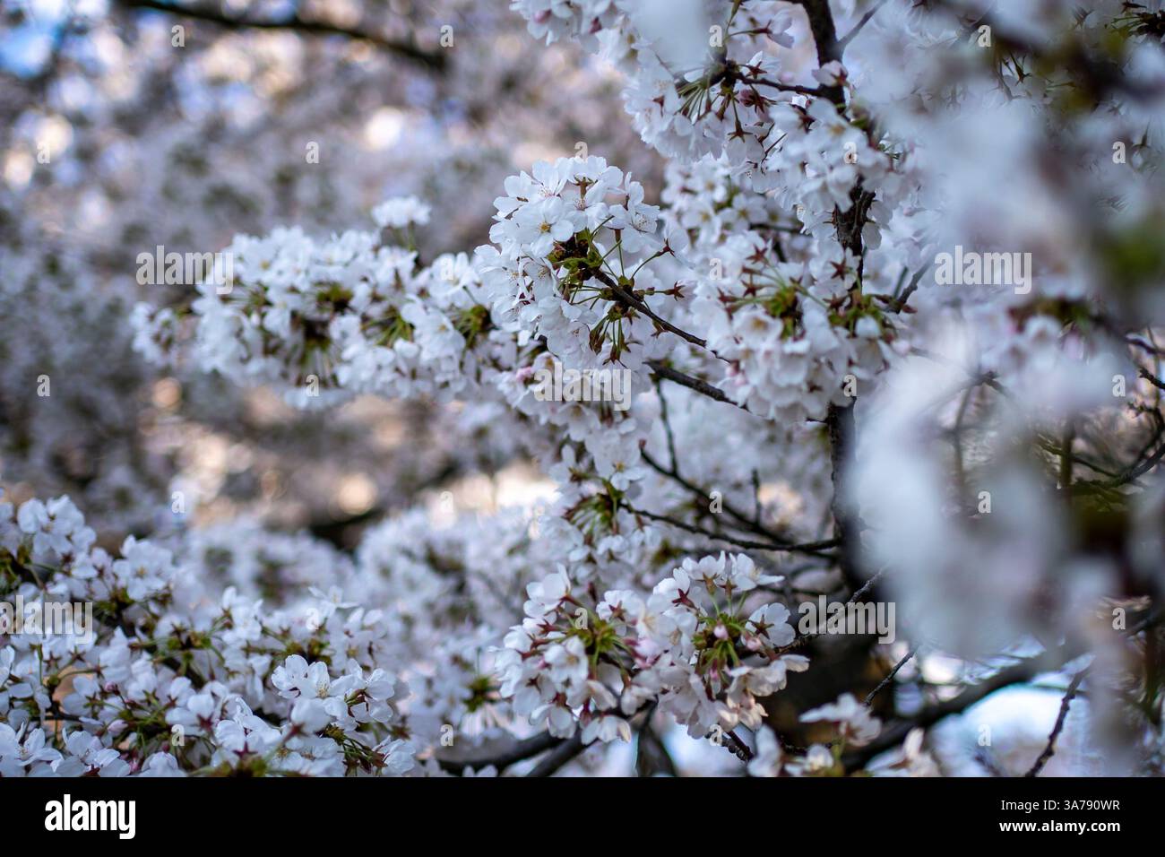 Washington, United States. 26th Mar, 2025. Cherry blossoms bloom along ...