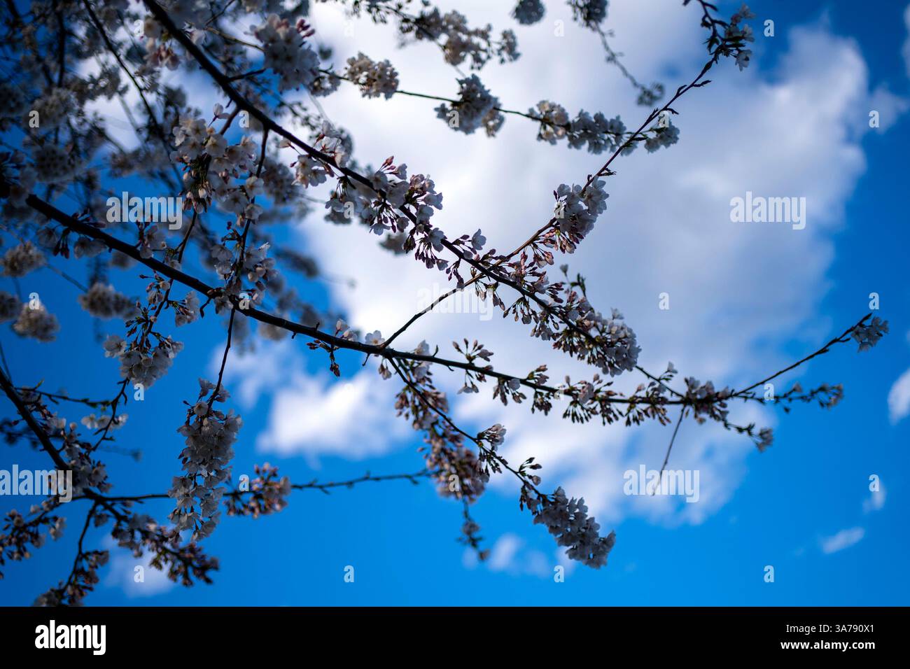 Washington, United States. 26th Mar, 2025. Cherry blossoms bloom along ...
