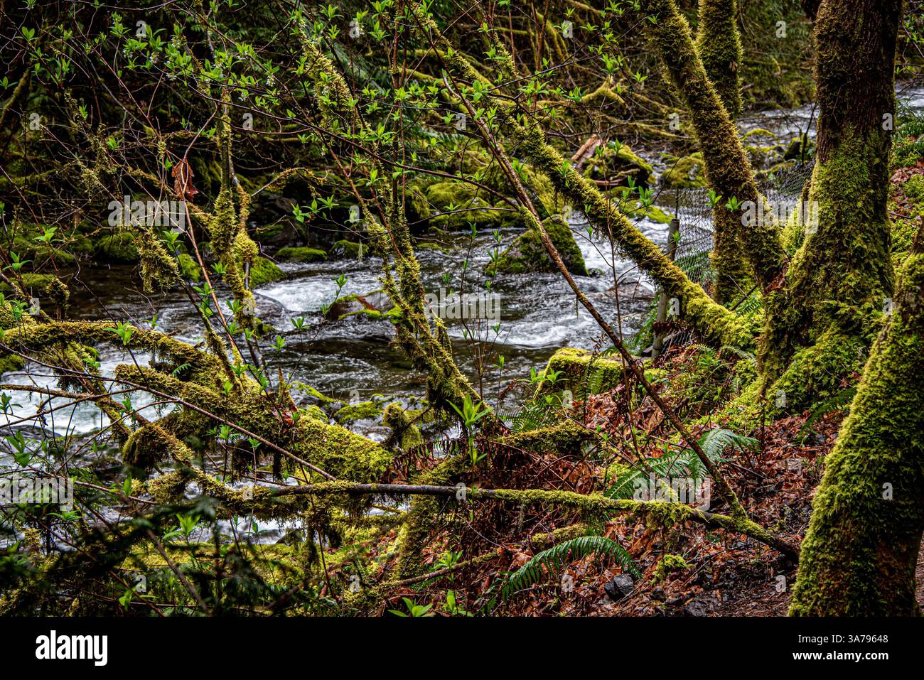 March 26, 2025, Brinnon, Washington, United States of America: The 200 ...