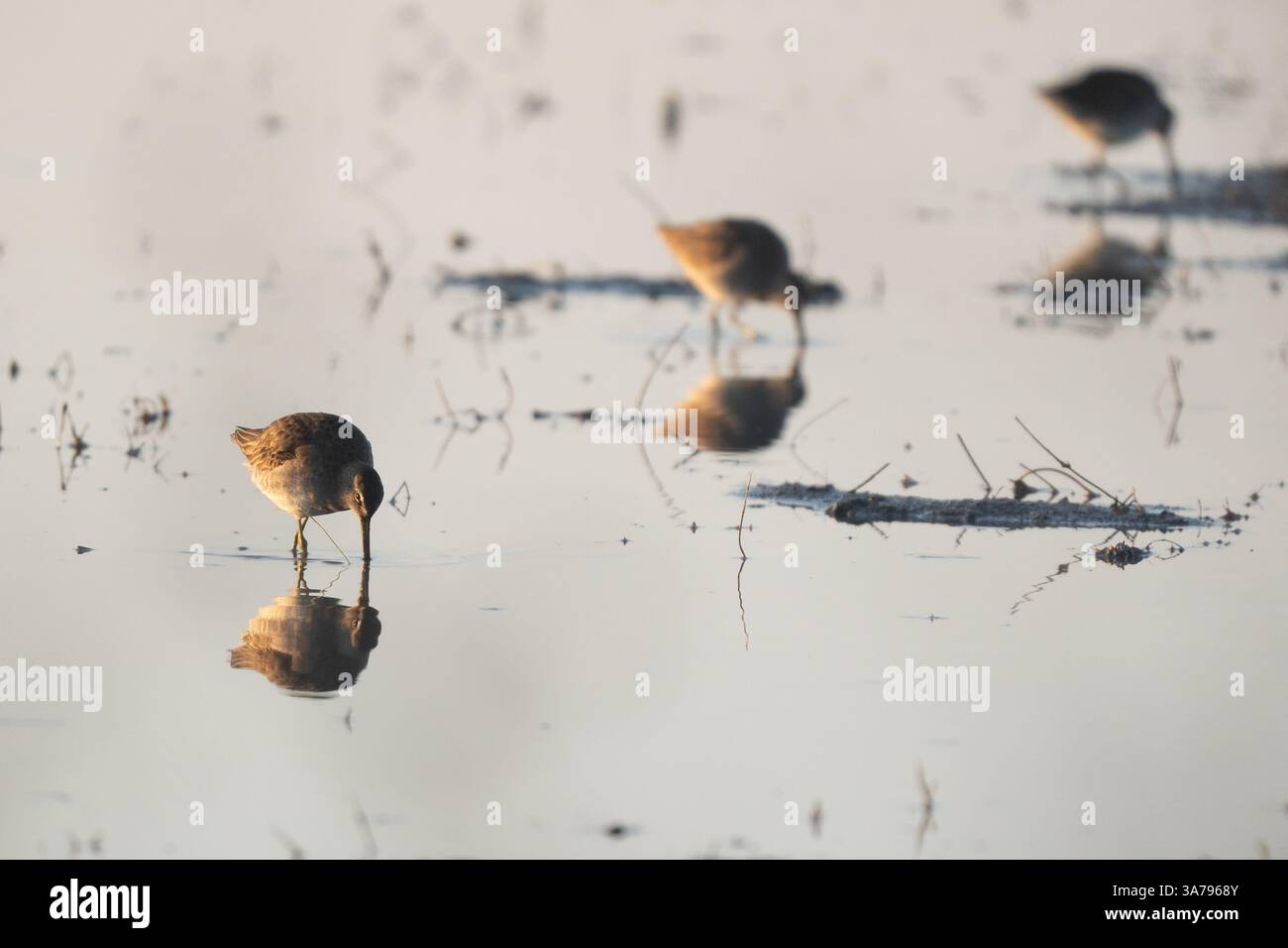 A group of Dunlin birds are foraging for food in shallow water, using ...