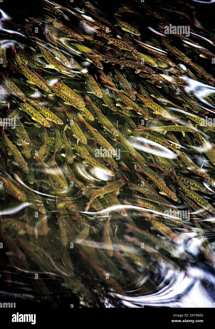 Washington, USA. 26th Mar, 2025. Quilcene National Fish Hatchery lies ...