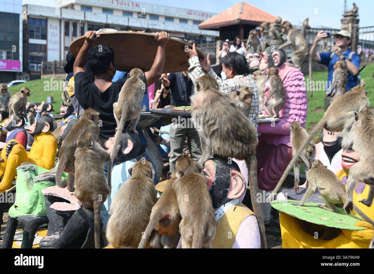 The monkeys enjoy eating local fruits ,vegetables, salad, eggs,dessert ...