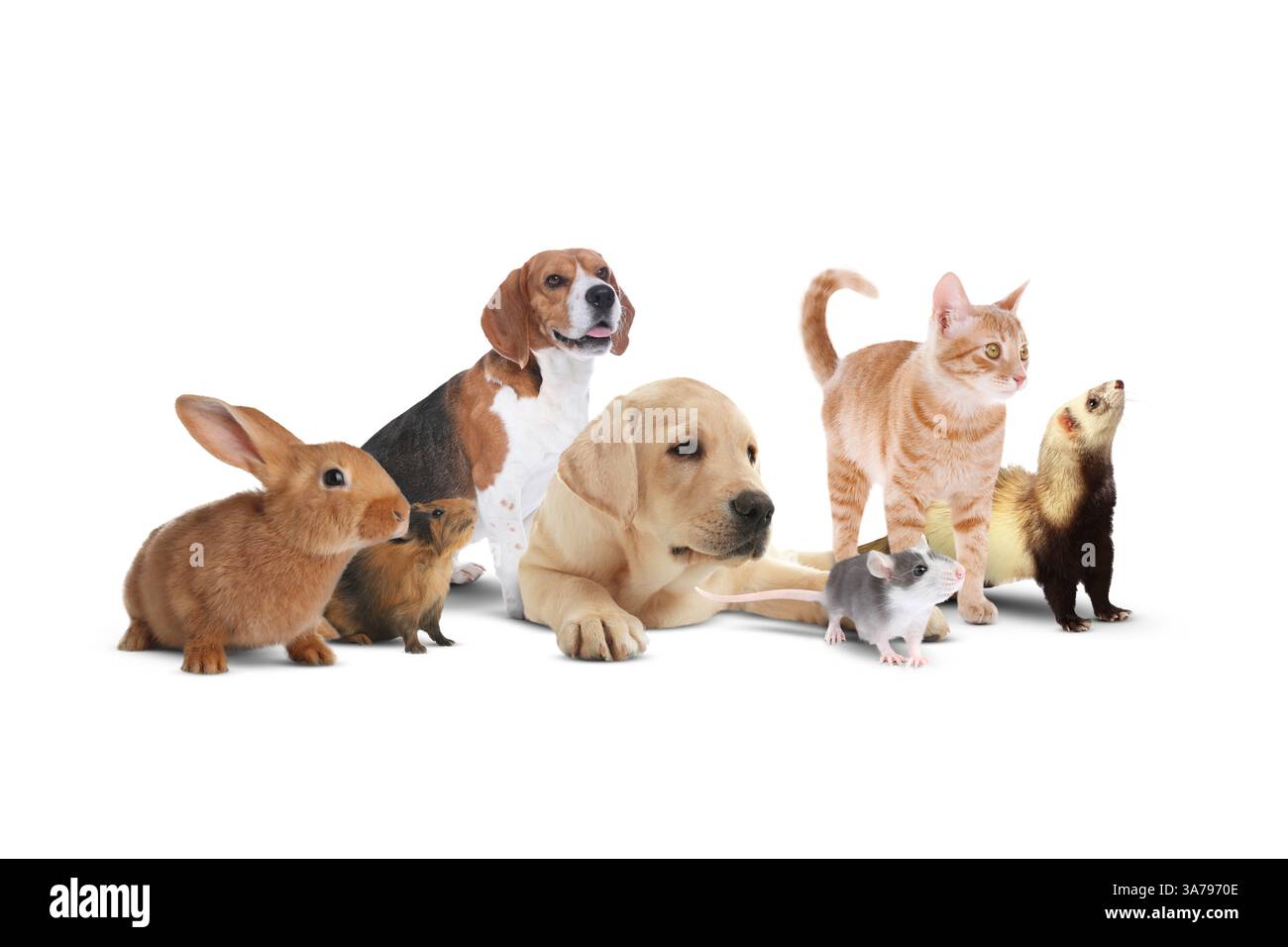 Group of cute domestic pets on white background Stock Photo - Alamy