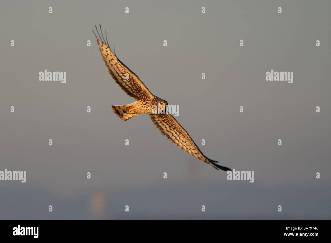 A Northern Harrier, a bird of prey, soars through the air, likely ...