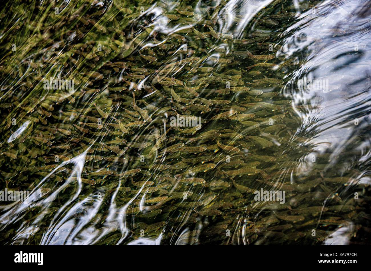 March 26, 2025, Washington, United States of America: Quilcene National ...