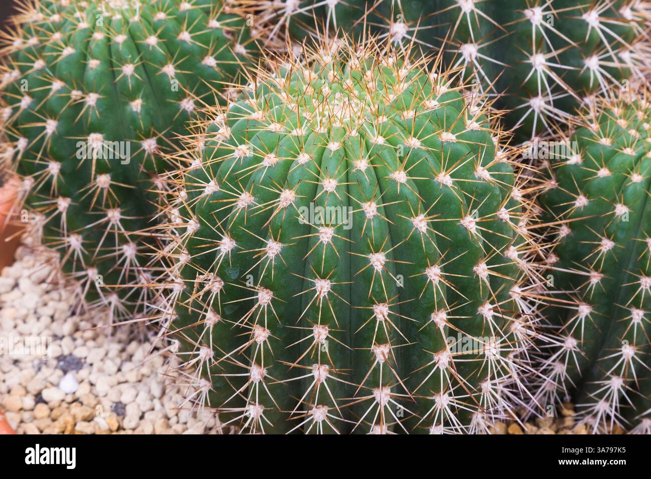 Trichocereus grandiflorus hybrid - Torch Cactus plants growing in ...