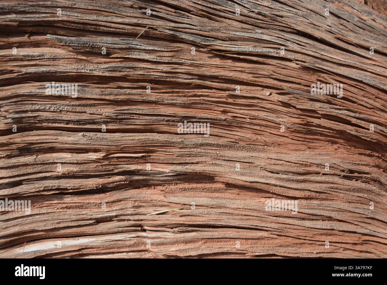 Wood texture of a withered dried tree branch Stock Photo - Alamy