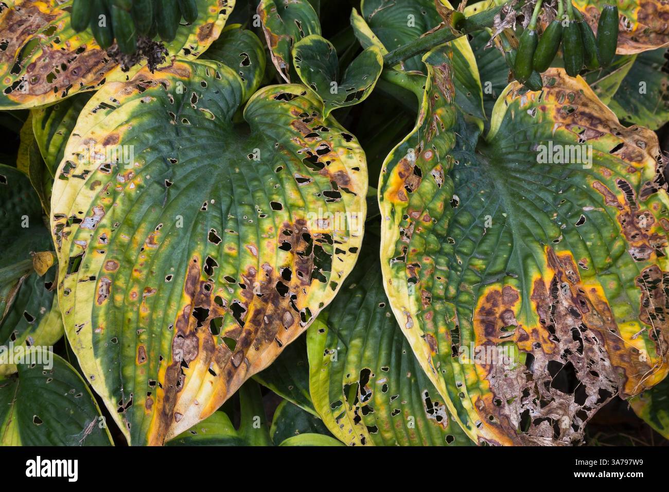 Hosta leaves with severe insect damage in early autumn, Quebec, Canada ...