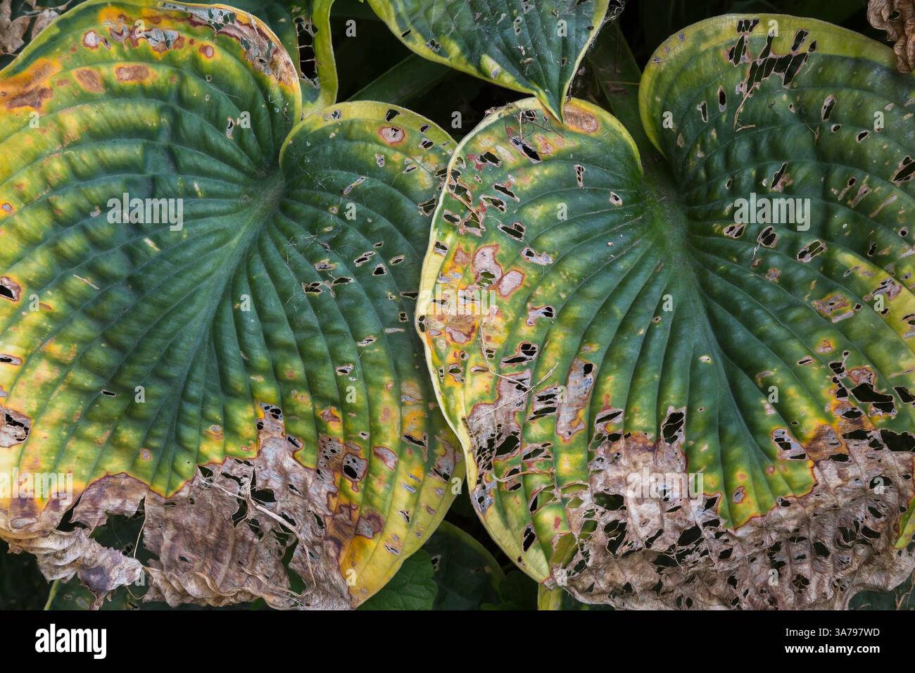 Hosta leaves with severe insect damage in early autumn, Quebec, Canada ...