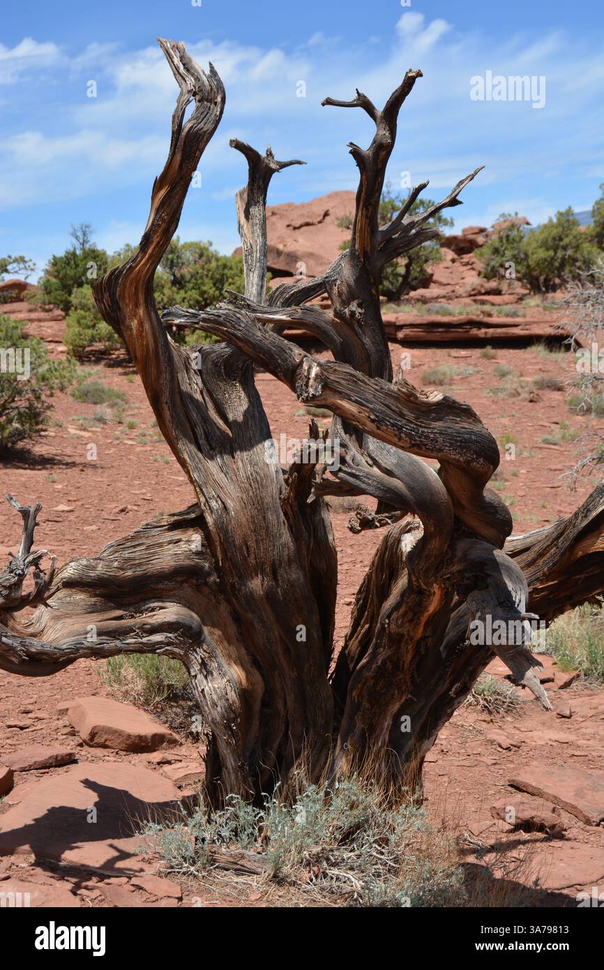 Withered dried tree branch at Capitol Reef National Park Utah Stock ...