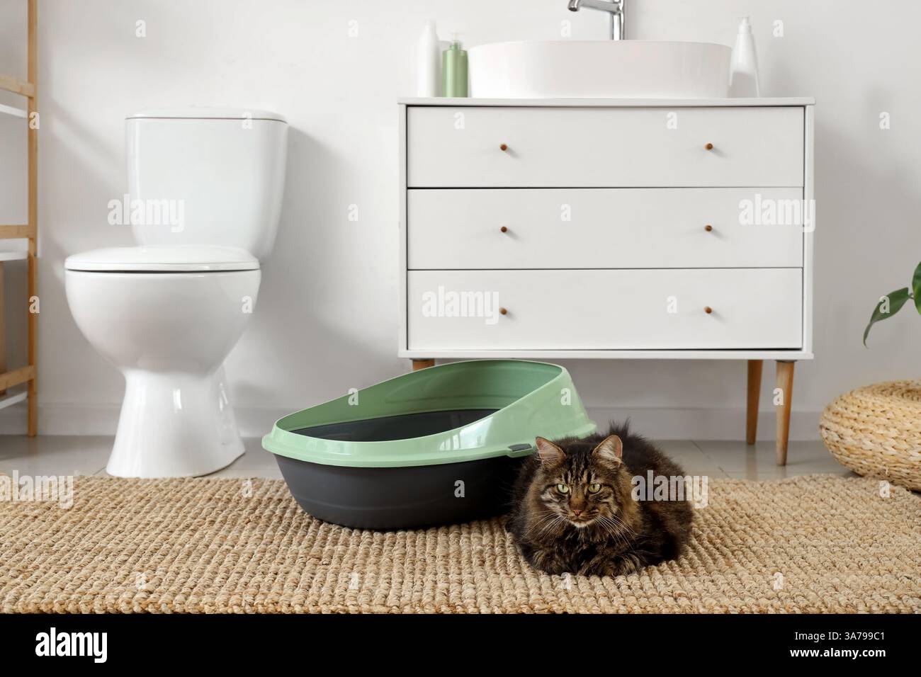 Cute tabby cat near litter box in restroom Stock Photo - Alamy