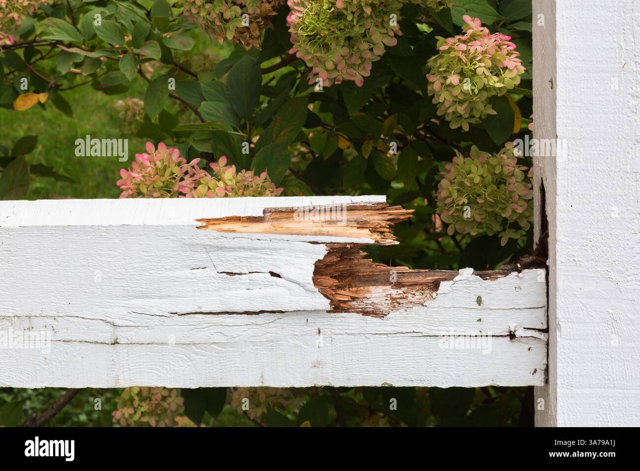 Broken and rotted white painted wooden railing, Quebec, Canada Stock ...