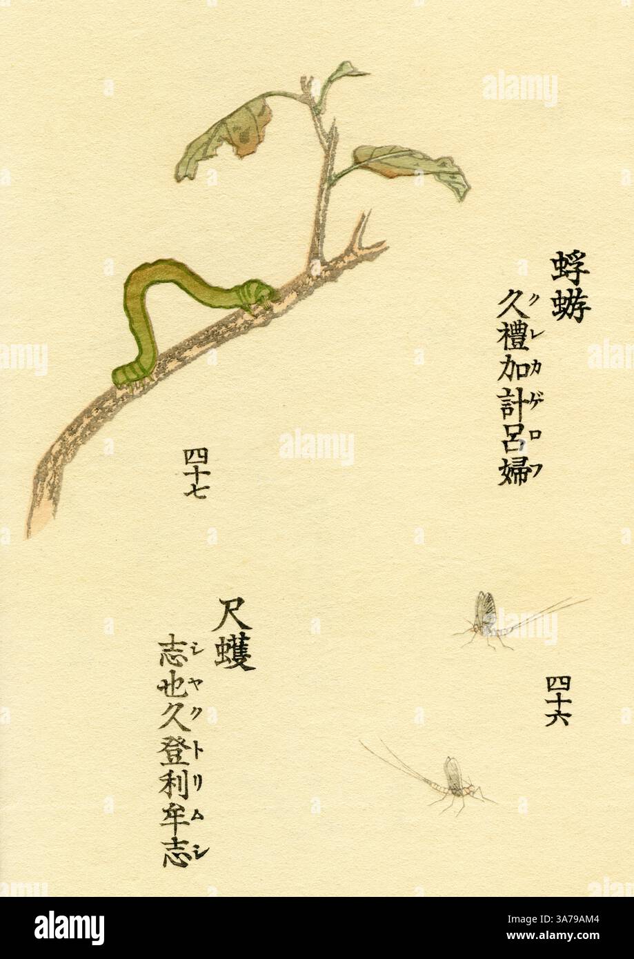 Geometrina sp Larva ( Geometridae / Geometer Moth Caterpillar or Looper ...