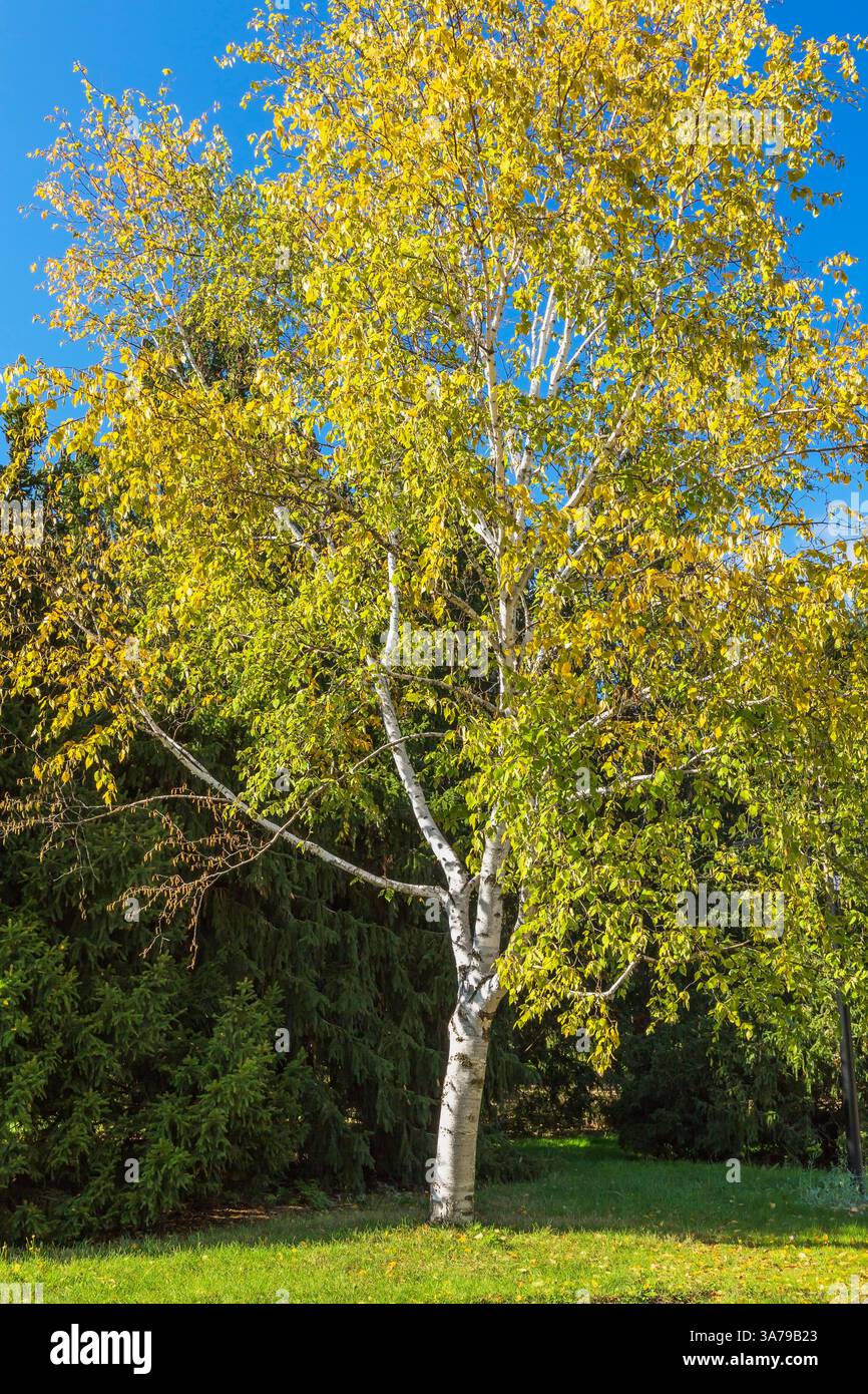 Betula papyrifera - Paper Birch tree in autumn Stock Photo - Alamy
