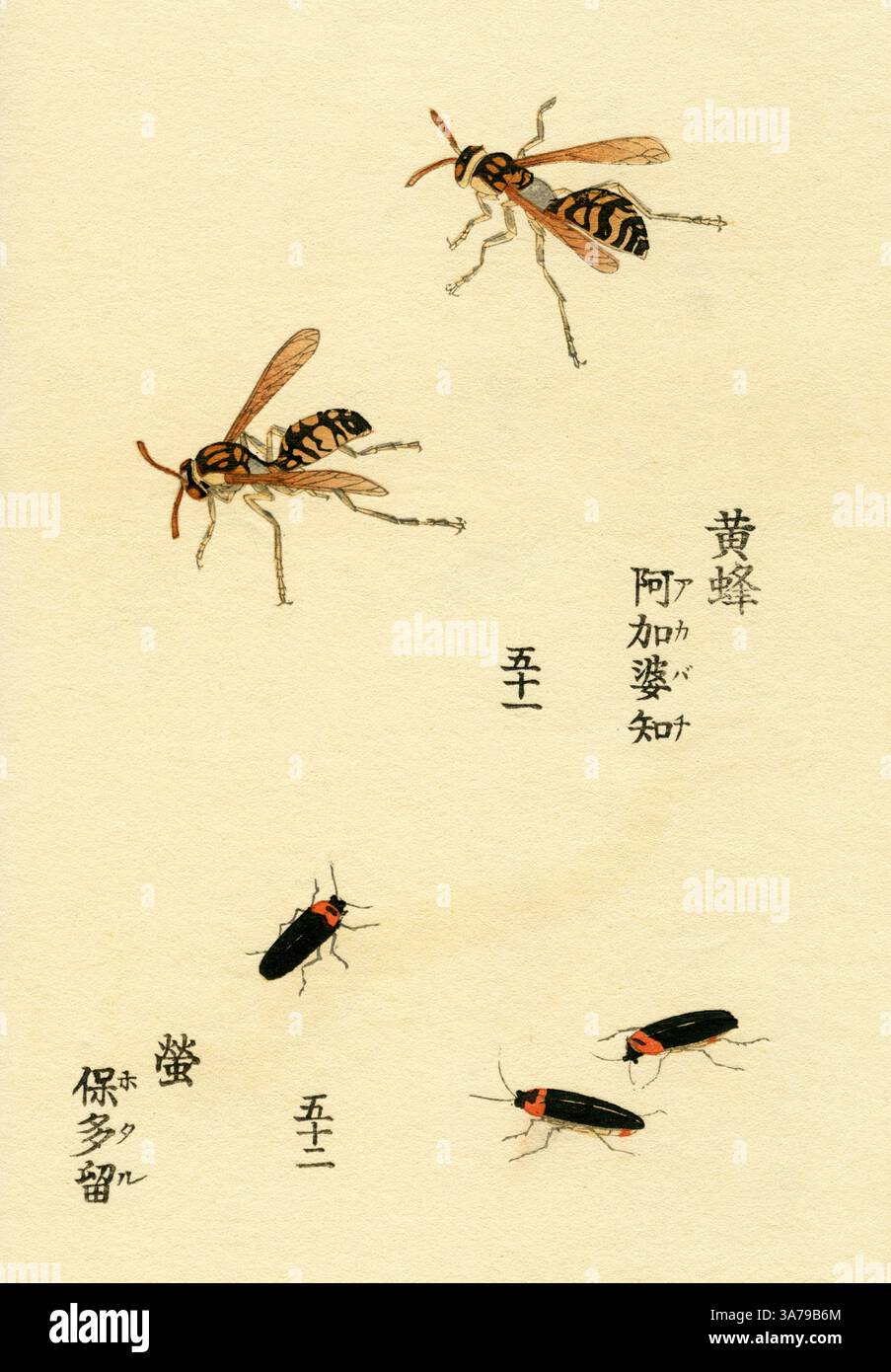 Vespa crabro ( European hornet ) / Luciola vitticollis ( Japanese ...