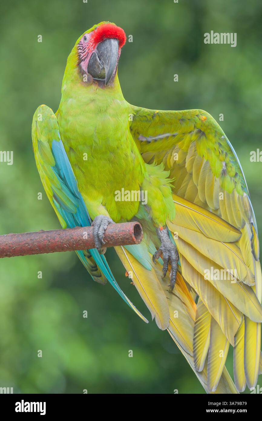 Military macaw (Ara militaris) opening its wings, Costa Rica, Central ...