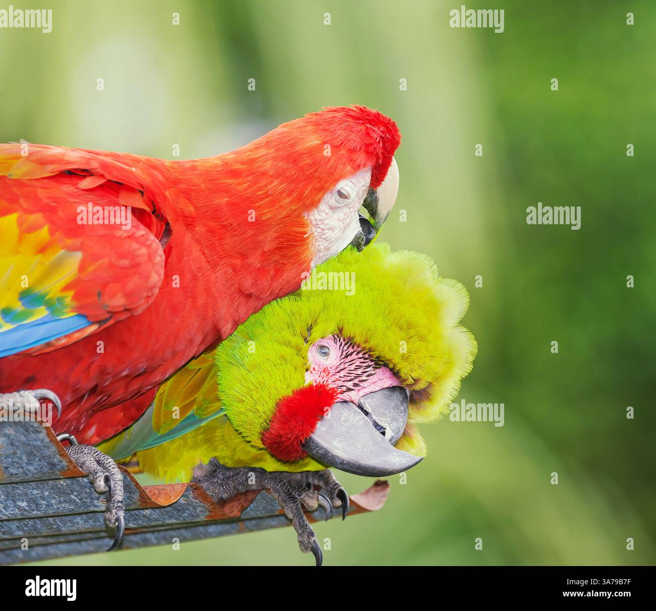 Military macaw (Ara militaris) and Scarlet Macaw (Ara macao) showing ...