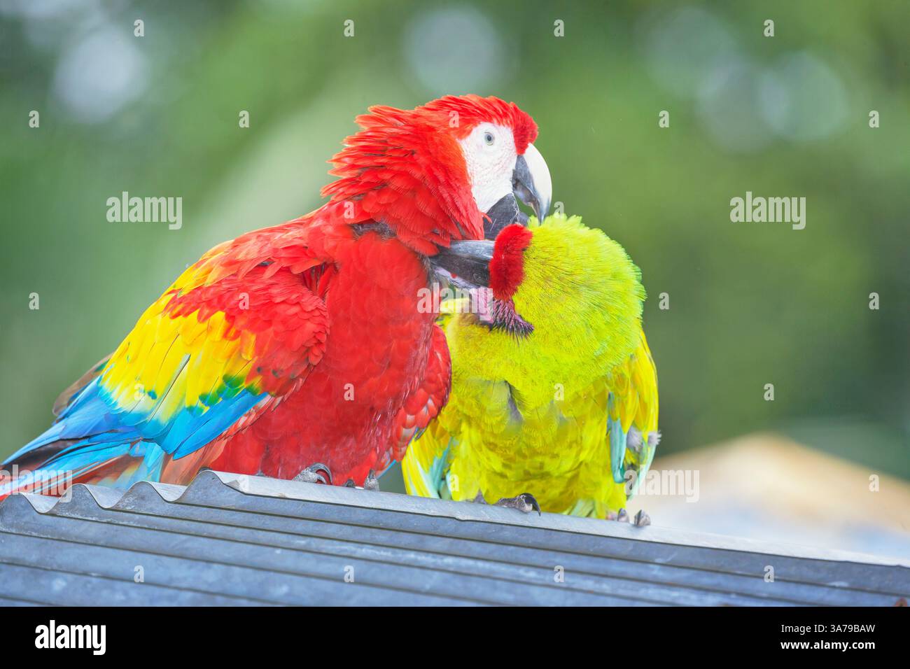 Military macaw (Ara militaris) and Scarlet Macaw (Ara macao) showing ...