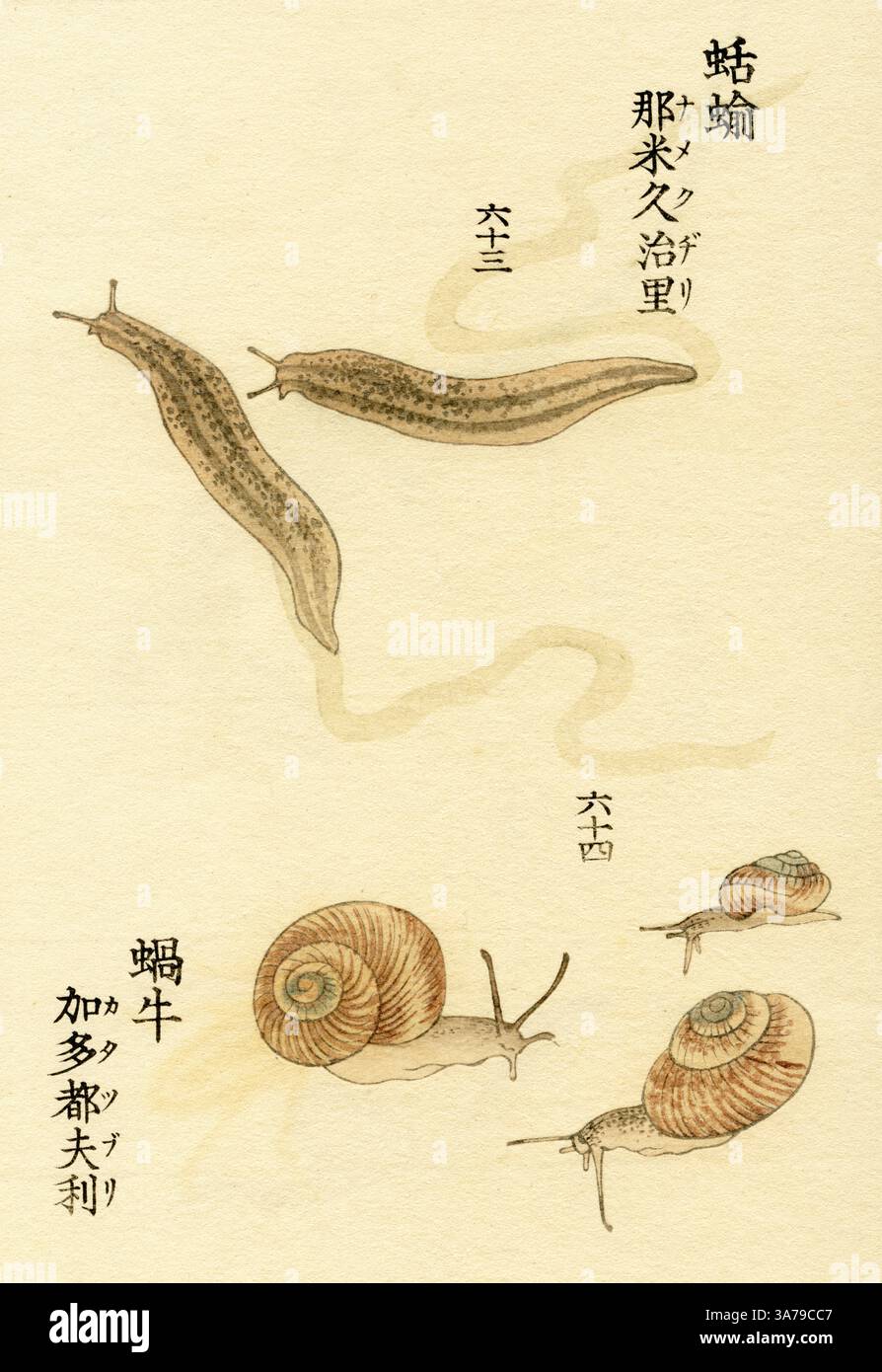 Philomycus carolinianus ( Carolina mantleslug ) / Eulota ( Snail ...