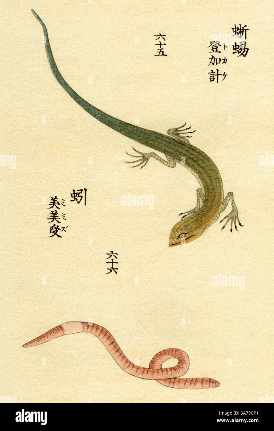 Skink identification hi-res stock photography and images - Alamy