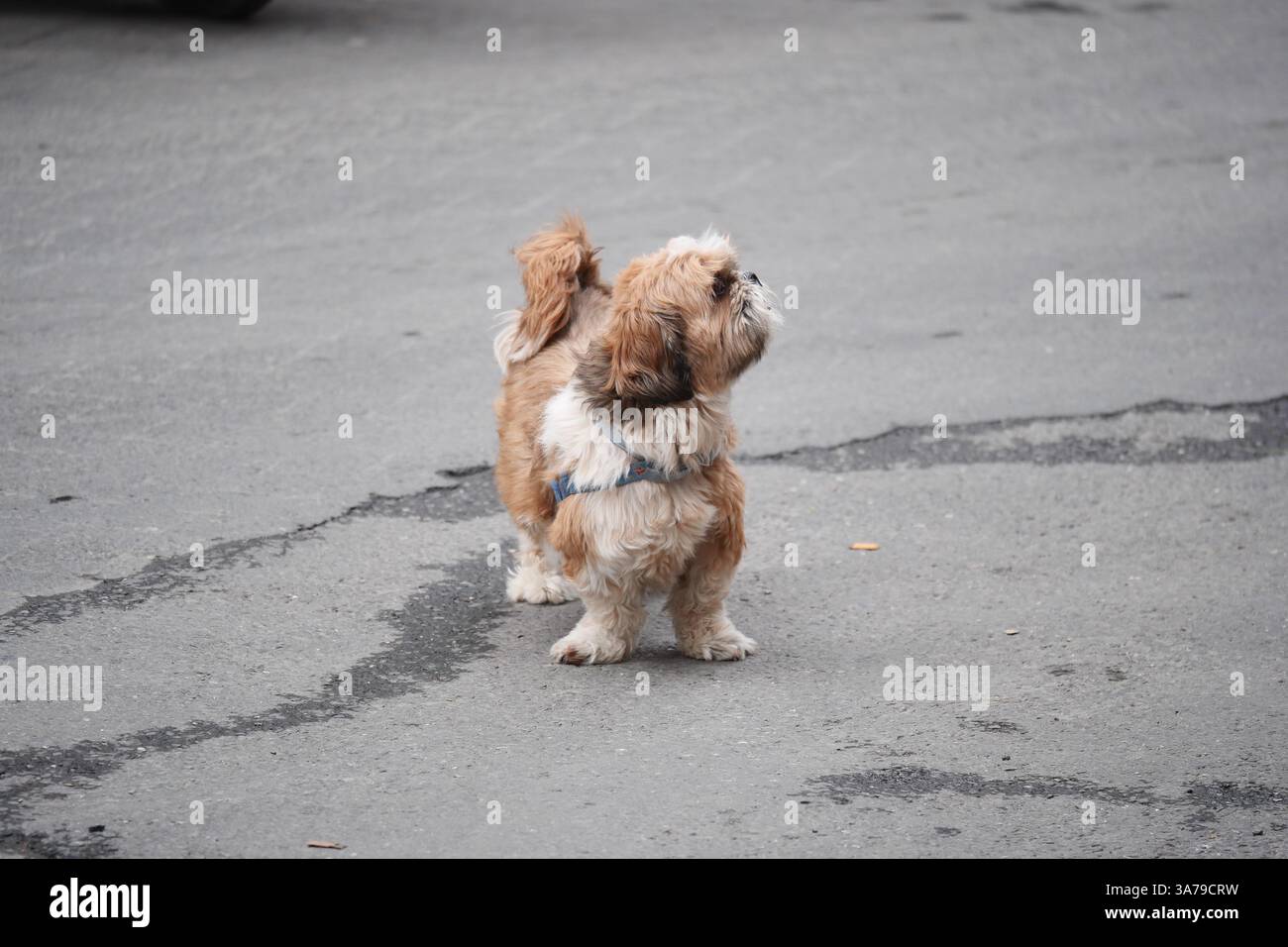 Small dog standing in the street, looking back at something. lost dog ...