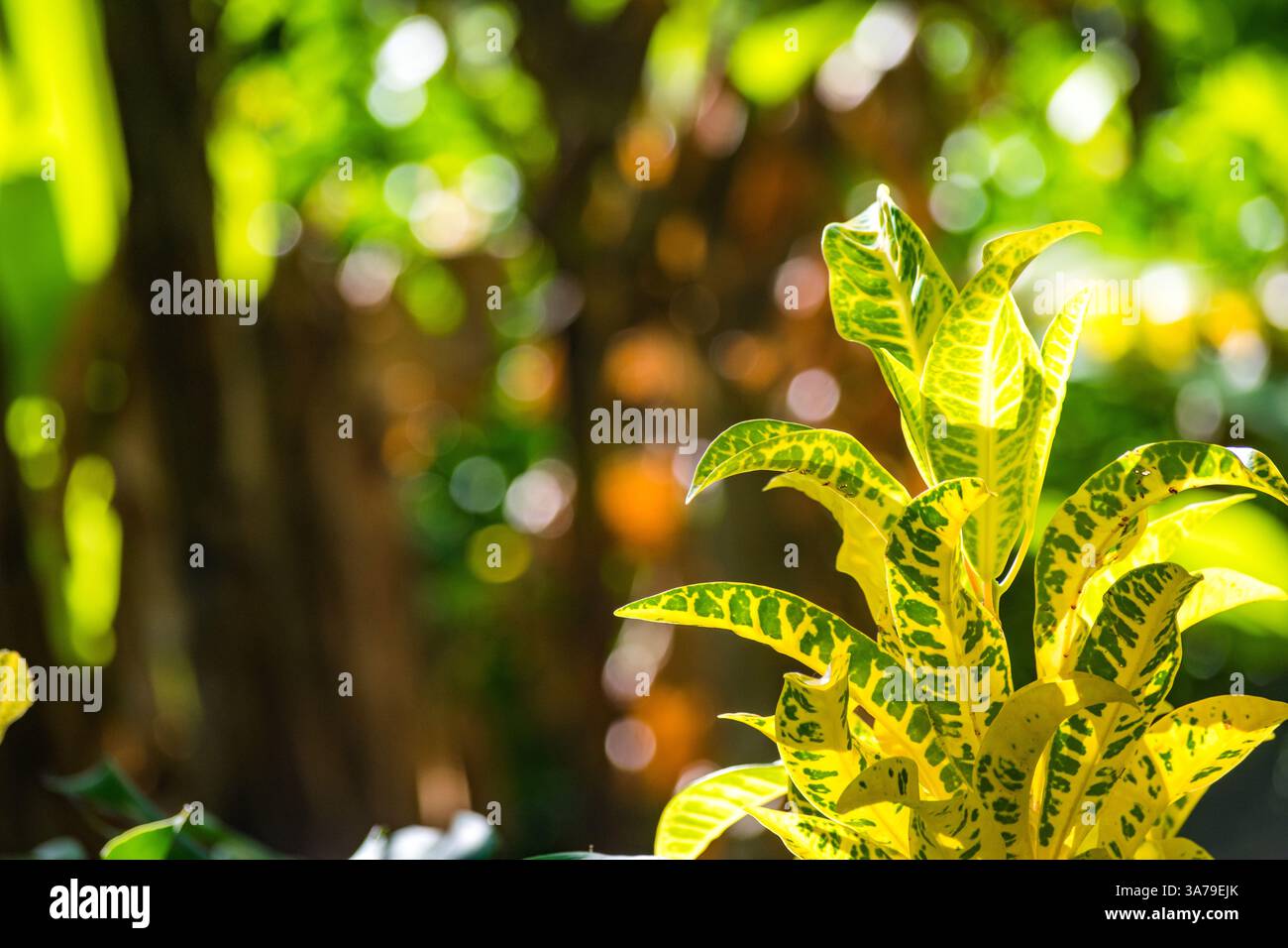 Hojas de crotón hi-res stock photography and images - Alamy
