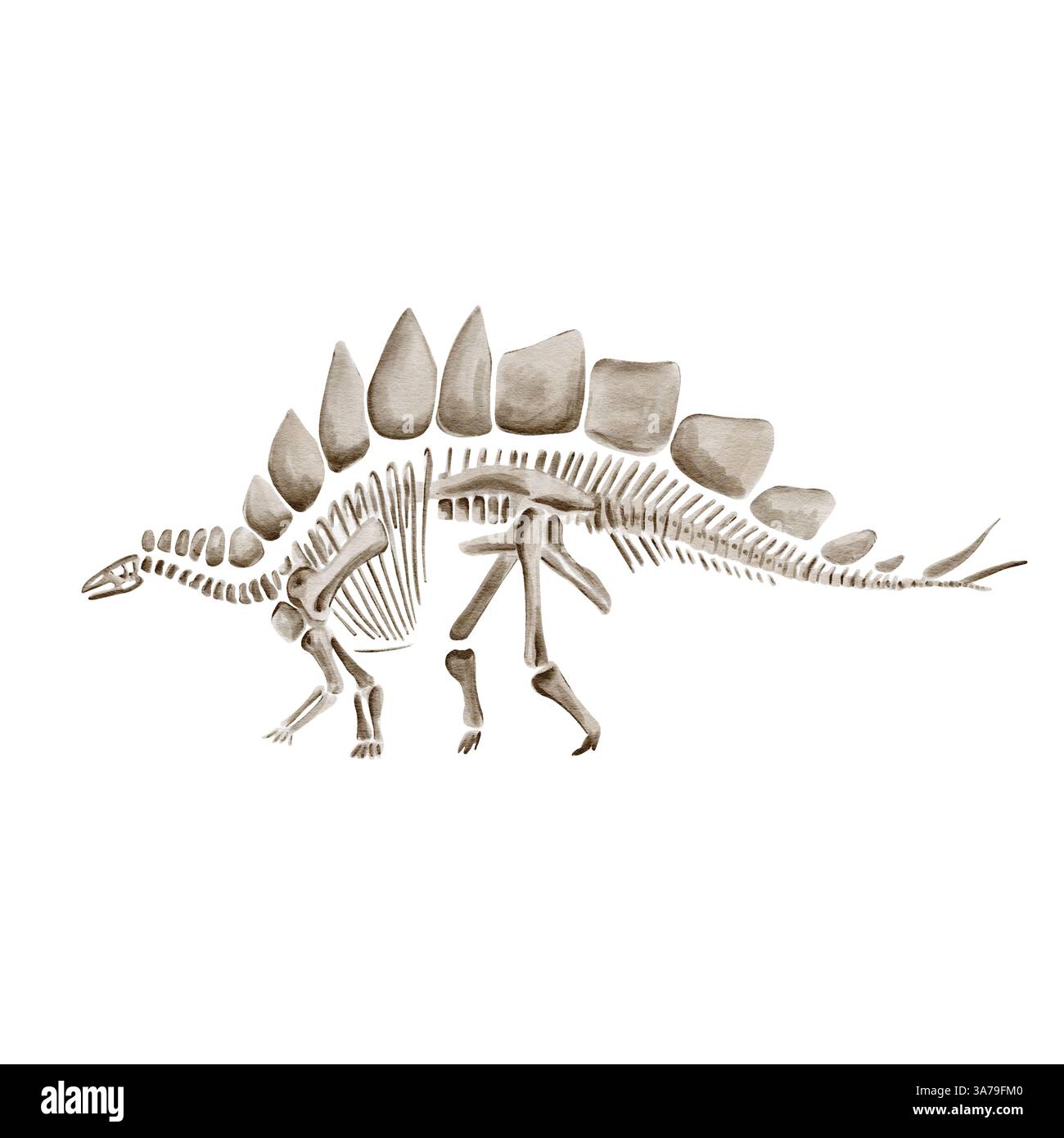 Stegosaurus dinosaur skeleton. Ancient fossil. Museum exhibit ...