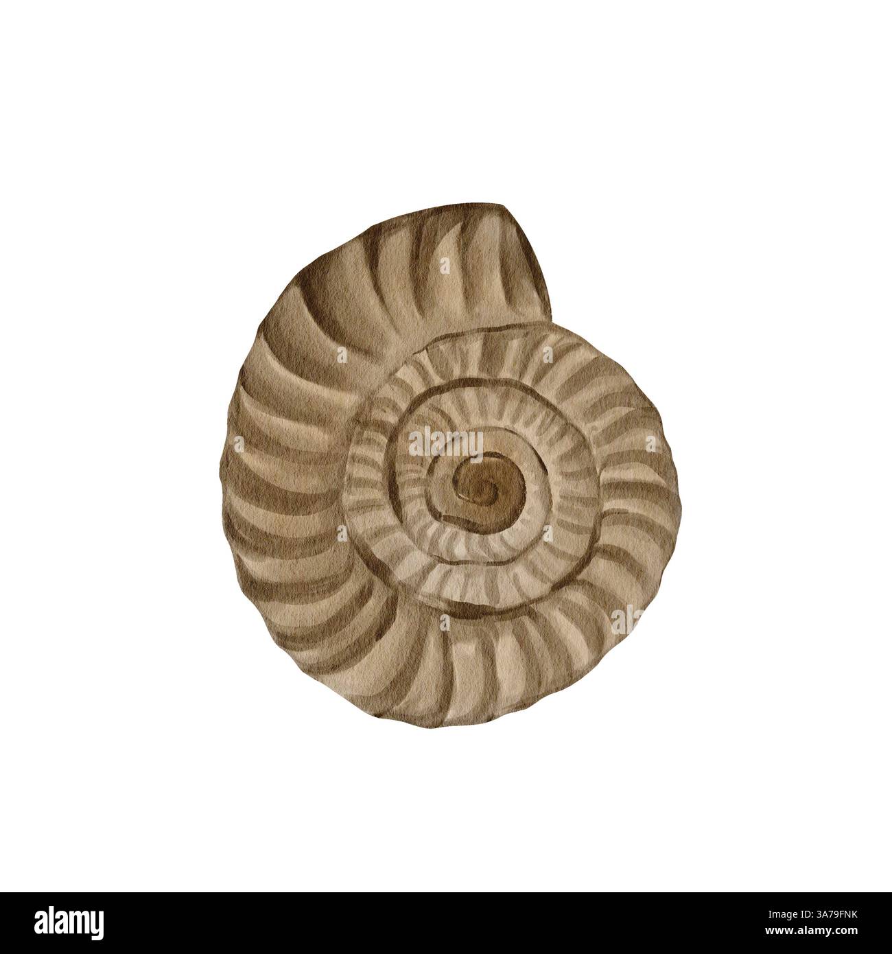 ammonite prehistoric. Jurassic era fossil. Museum exhibit. Ancient ...